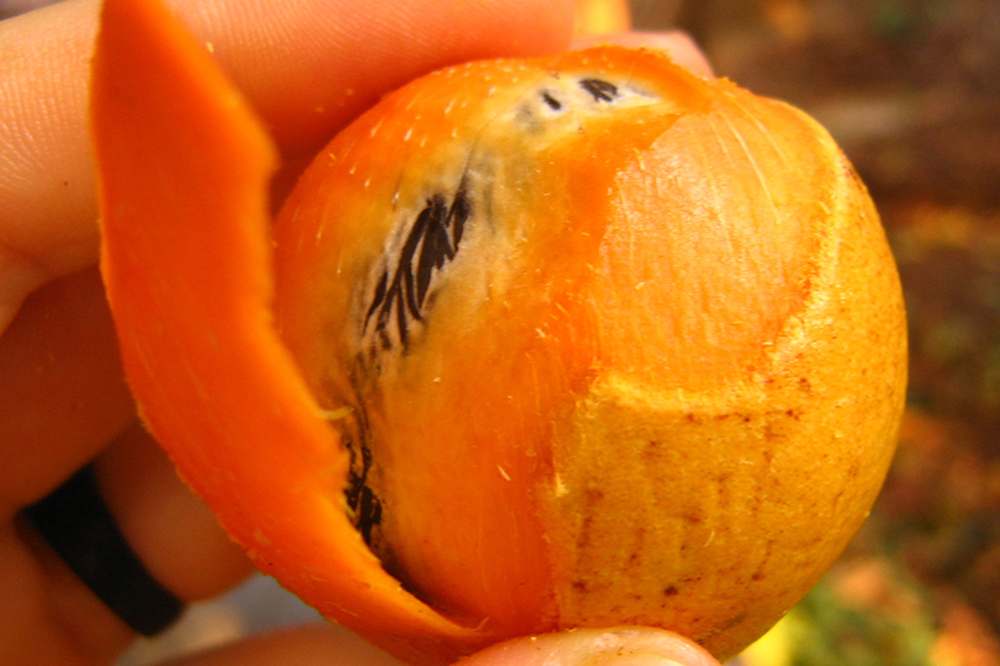 Quebrado o segredo e acelerada a produção de mudas do tucumã do X ...