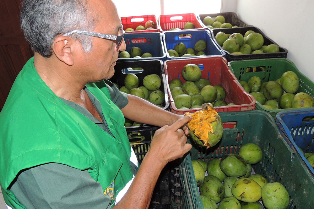 Cerca de 1,2 tonelada de manga contaminada com mosca da carambola é ...