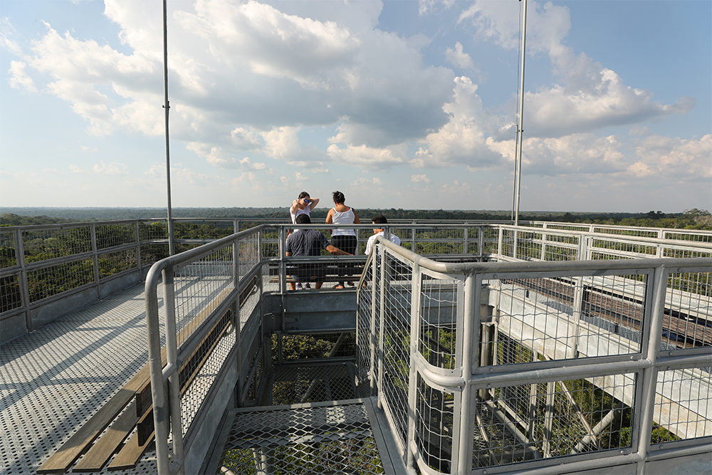 Museu da Amazônia fará trilha noturna 'noite dos aracnídeos' nesta ...
