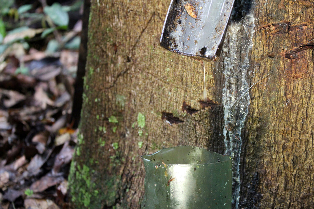Em Tapauá, indígenas Apurinã da Aldeia Trevo garantem renda com venda ...