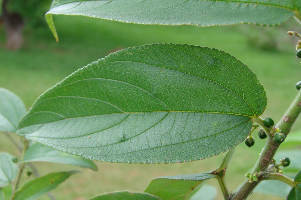 Pesquisa da UFRJ identifica canabidiol em planta nativa brasileira ...